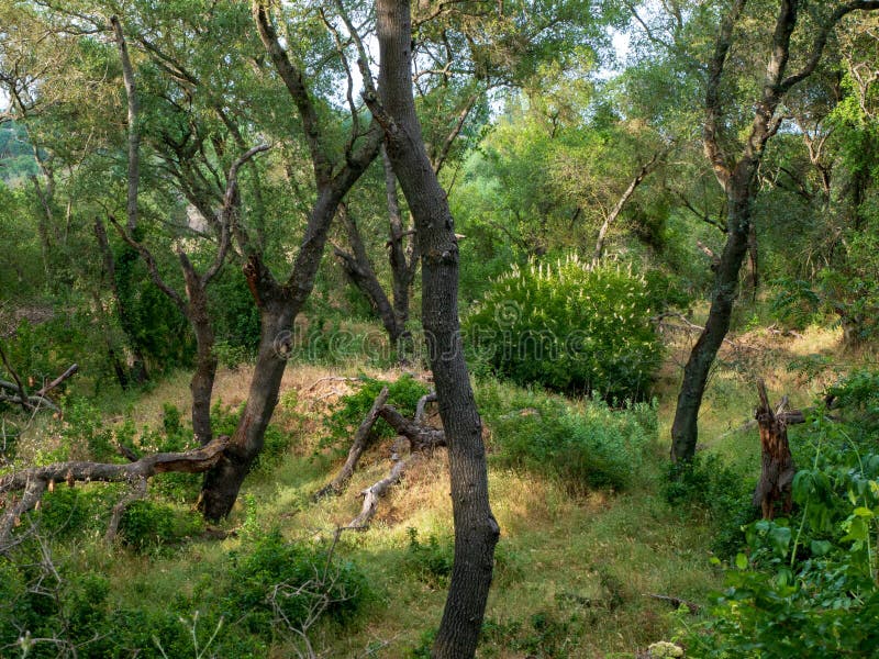 Twisted Tree Trunks Riparian Forest Landscape Scene Stock Photo - Image ...