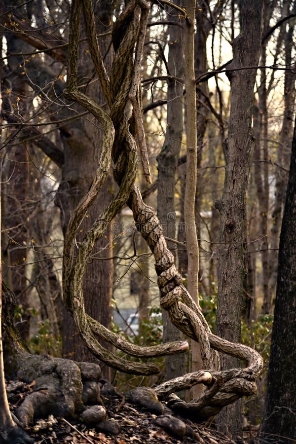 Twisted Tree Trunks in the Woodland Stock Photo - Image of root, nature ...