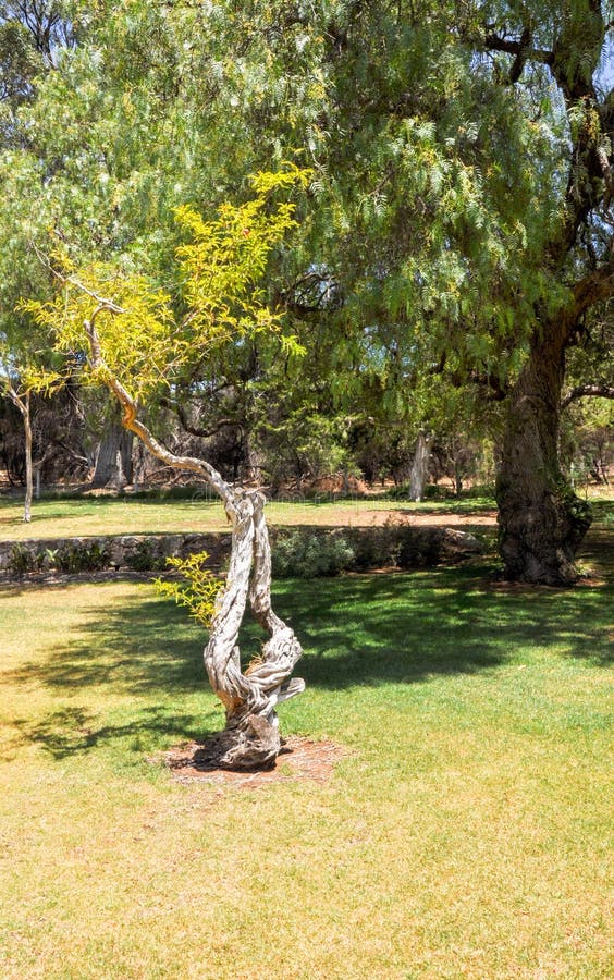 Twisted Tree stock image. Image of outdoor, park, manicured - 66915863