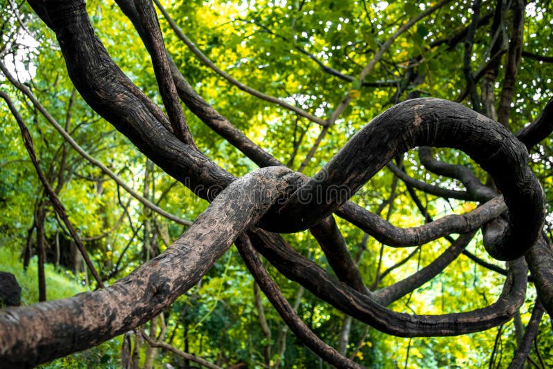 Twisted Tree Vine in Western Ghats, Maharashtra, India Stock Photo ...
