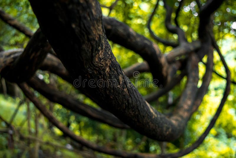 Twisted Tree Vine in Western Ghats, Maharashtra, India Stock Photo ...