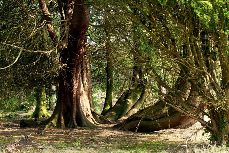 Twisted Trees in the Countryside Stock Photo - Image of wood, forest ...