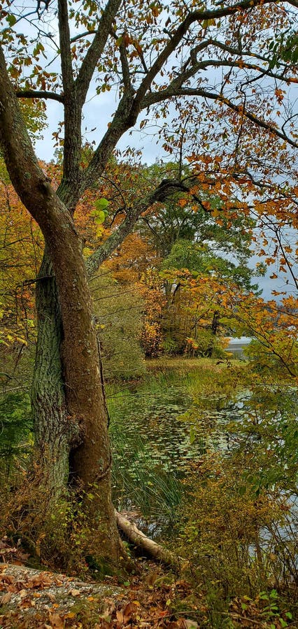 Twisted Trees on Lake during Fall Stock Photo - Image of autumn, trees ...