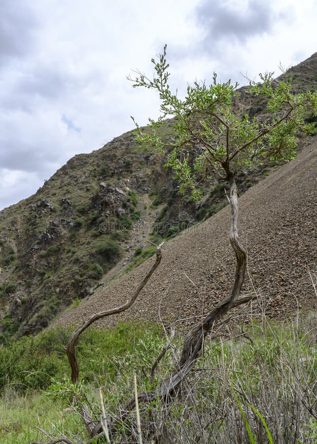 Twisted Trees on a Mountainside in Kyrgyzstan Stock Photo - Image of ...