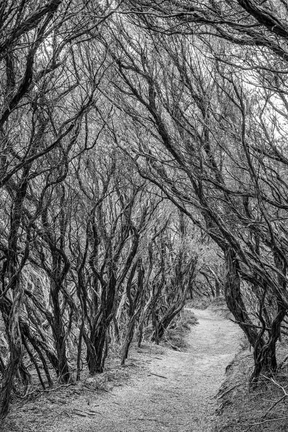 Twisted Trees, Path through Gnarled Woods. Stock Image - Image of ...