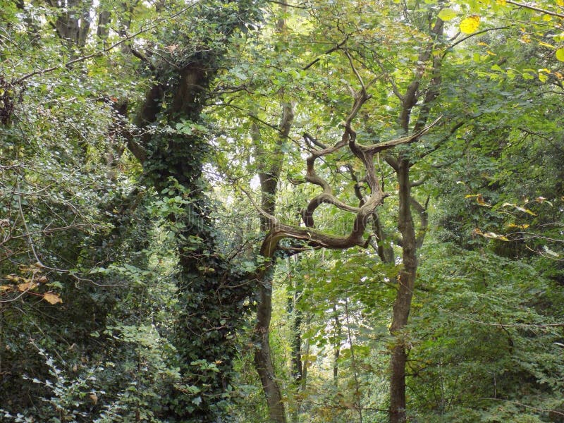 Twisted Trees stock image. Image of nature, plant, tree - 9469941