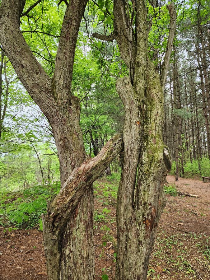 Twisted trees in the woods stock image. Image of together - 277468597
