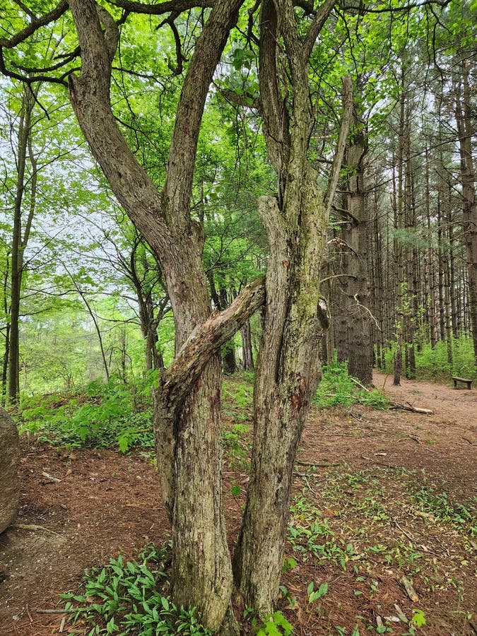 Twisted trees in the woods stock image. Image of woods - 277468599