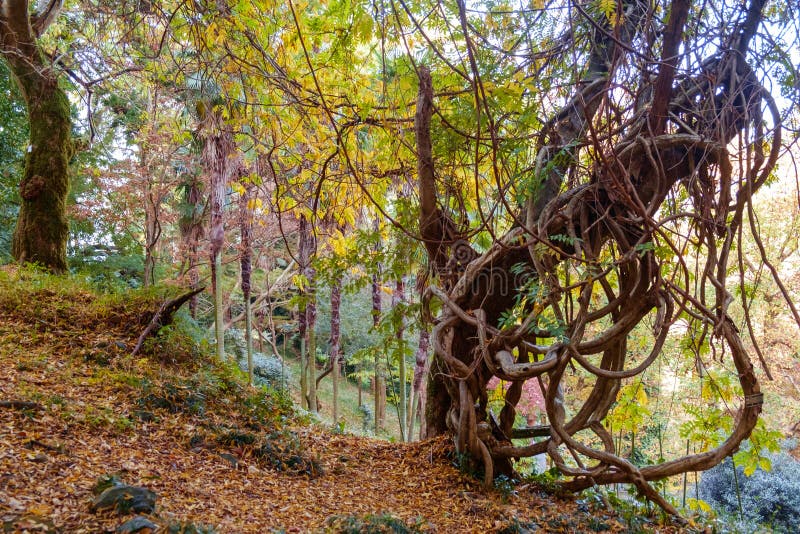 Twisted tropical tree stock image. Image of natural - 124596273