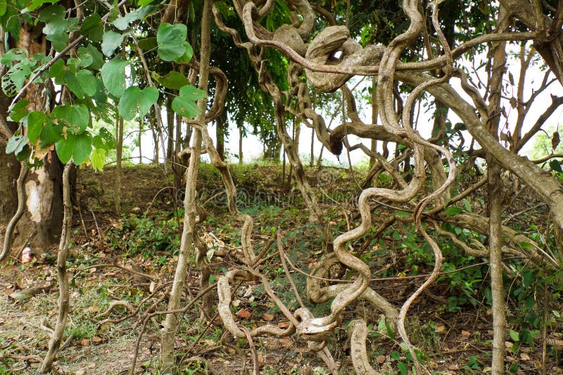 Twisted Tropical Tree Roots Stock Photo - Image of national, preserve ...