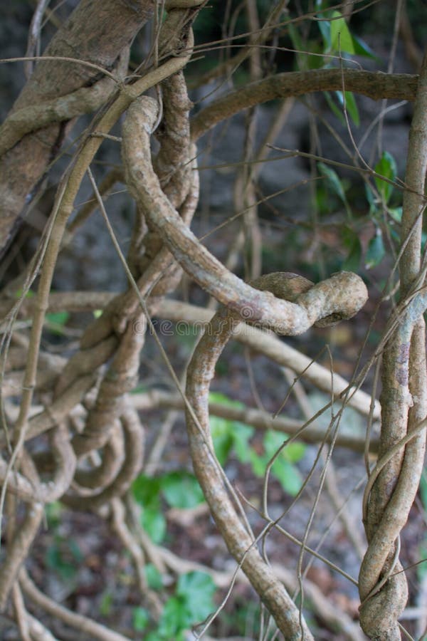 Twisted Tropical Tree Roots Stock Image - Image of roots, rain: 102076325