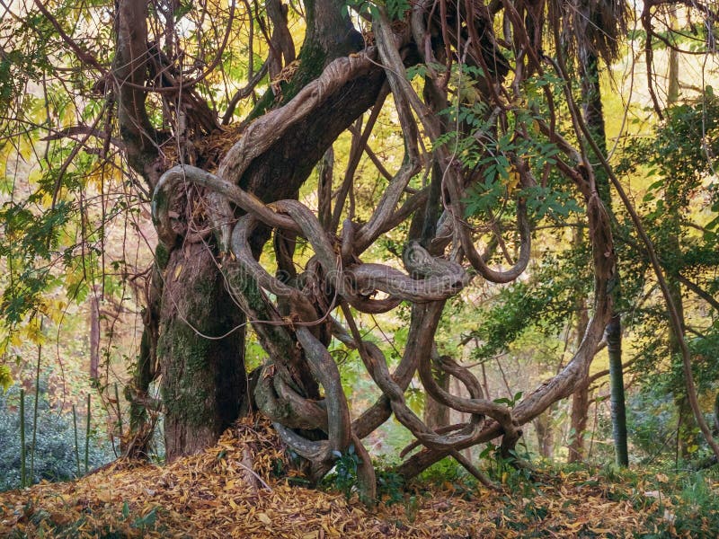 Twisted tropical tree stock photo. Image of plant, flora - 121125632