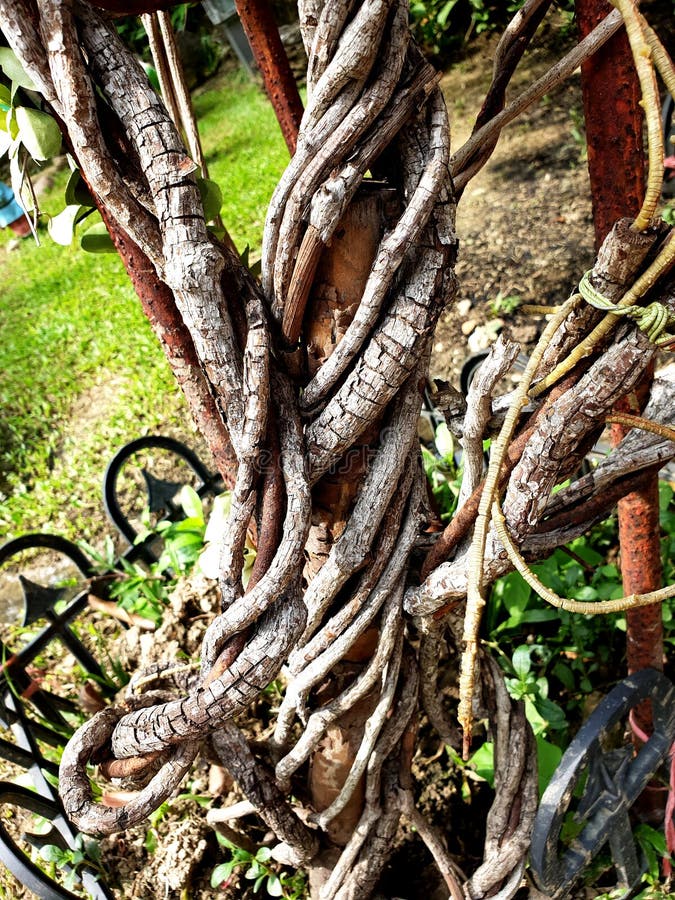 Twisted tropical vine stock image. Image of growth, beautiful - 254559393