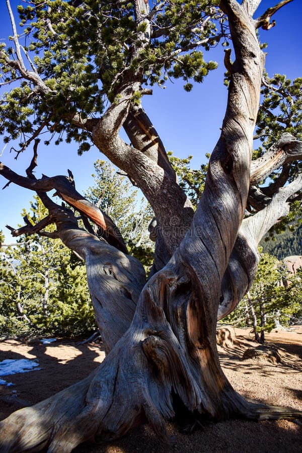 Ancient Bristlecone Pine Tree Twisted Trunks Stock Photo - Image of ...