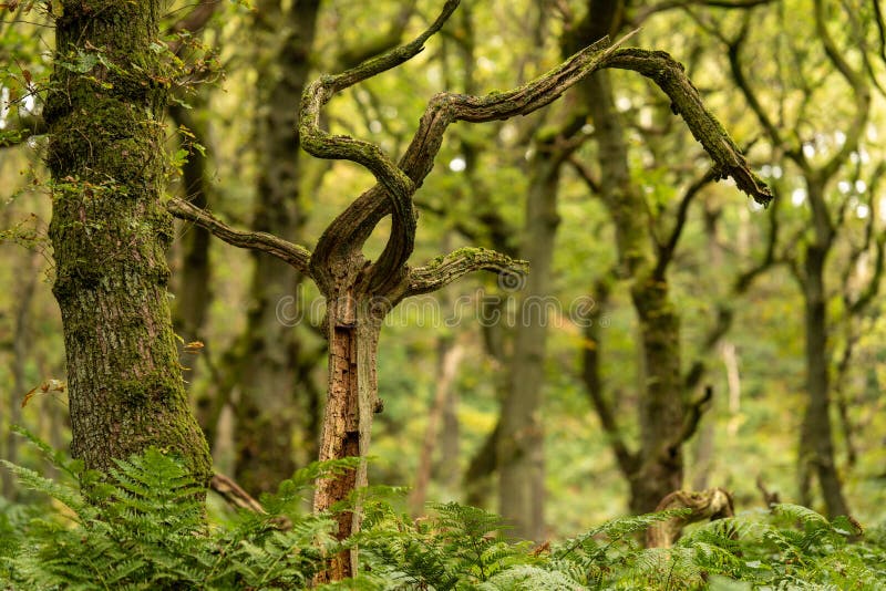 Twisted Trunk of Old Oak Tree in the Forest Stock Image - Image of ...