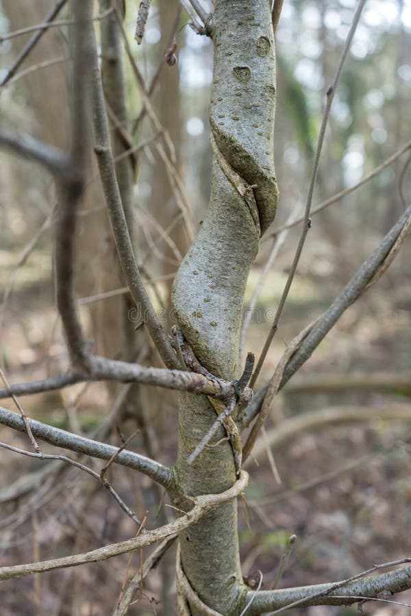 Twisted trunk in the wood stock image. Image of brown - 241648681