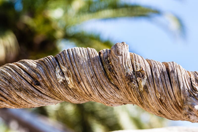 Twisted twig stock photo. Image of horizontal, garden - 40180666