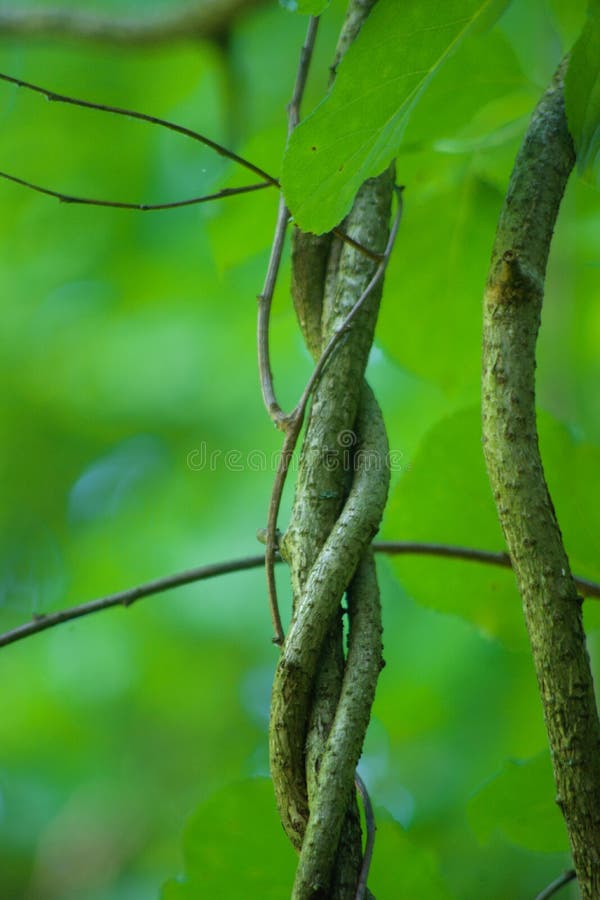 Twisted vine forest woods stock image. Image of invertebrate - 221668871