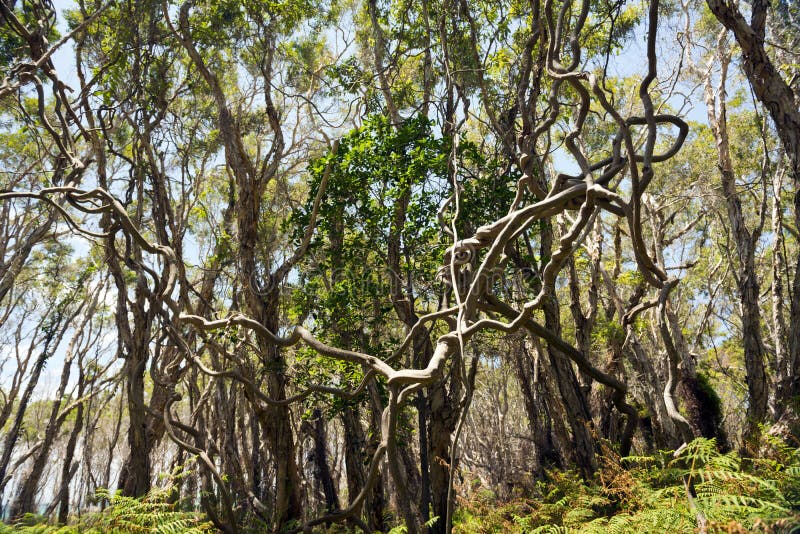 Twisted Vine stock photo. Image of island, australian - 36111594