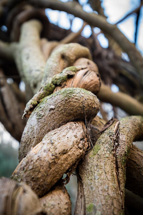 Twisted Vines Close Up stock image. Image of season, nature - 87041301