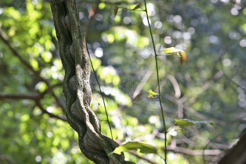 Twisting Vines On Tree In Forest Stock Photo - Image of tall, virginia ...