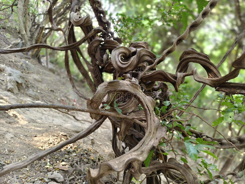 Twisted Vines and Plant in Tropical Rainforest Stock Photo - Image of ...