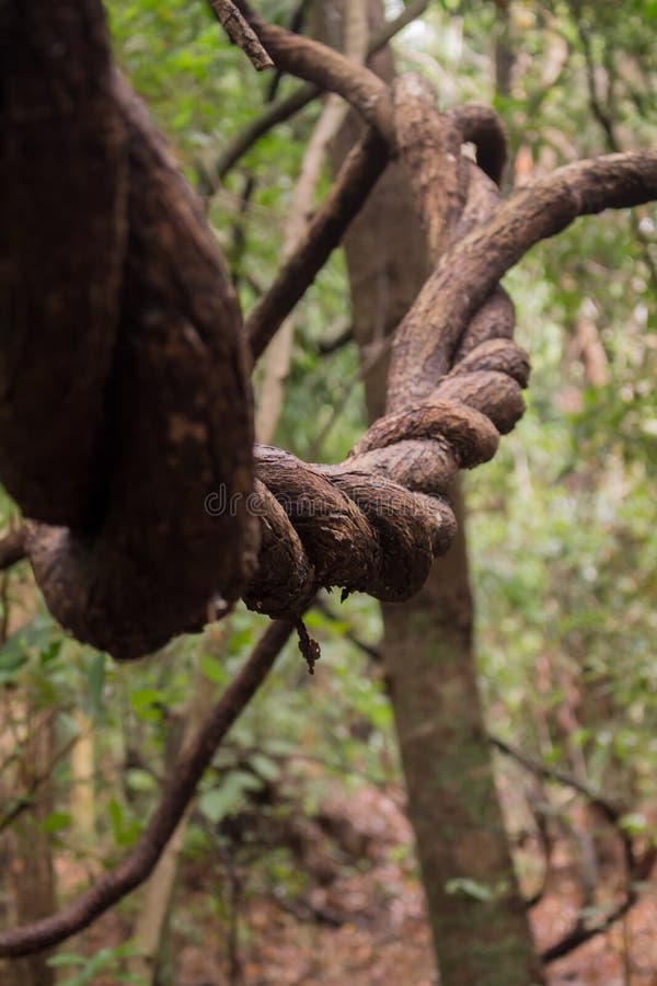 Twisted Vines stock image. Image of blur, plant, vine - 30098105