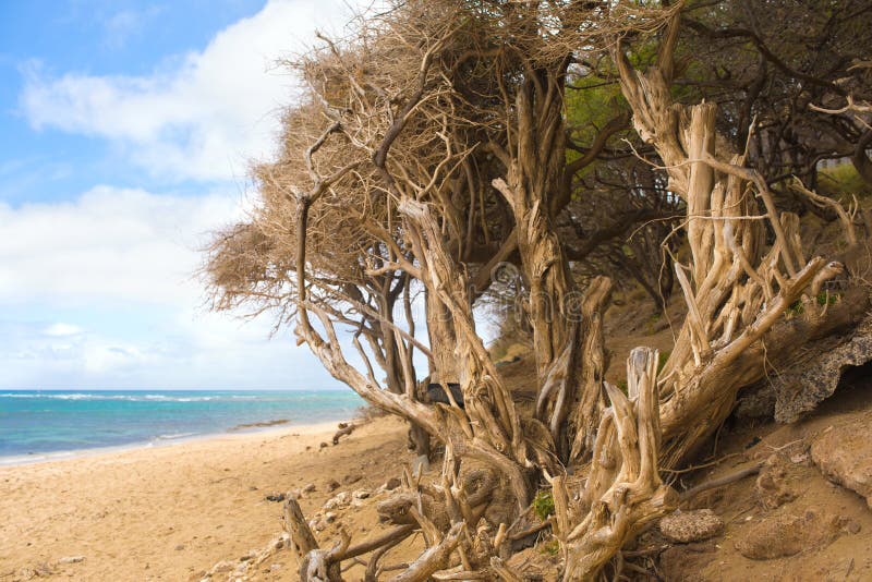 Twisted Wind Swept Trees on Tropical Beach by Pacific Ocean Stock Photo ...