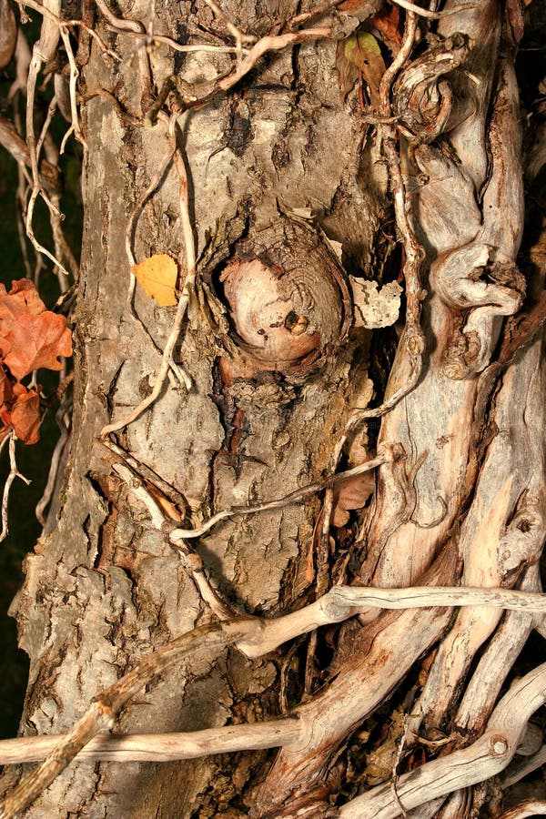 Twisted Wood Picture. Image: 294970