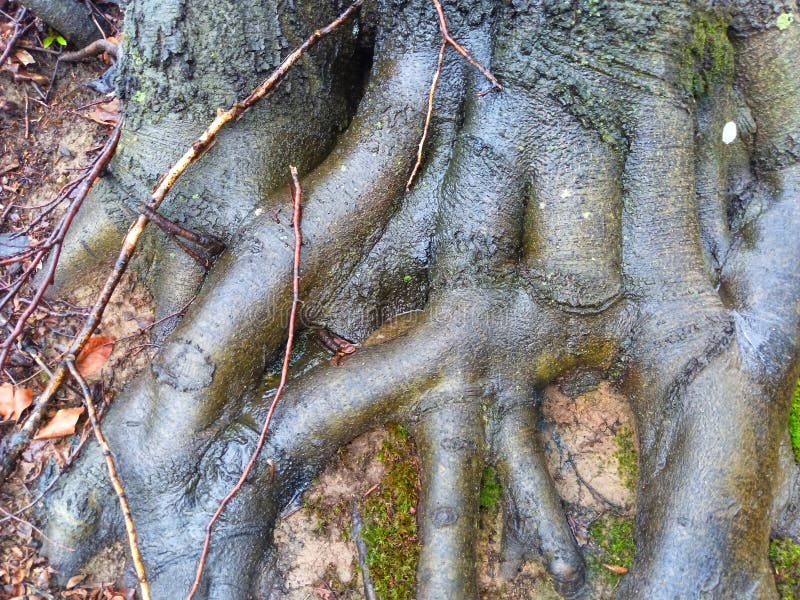 Nature Relief. Beech Root. Abstract Nature. Stock Photo - Image of ...