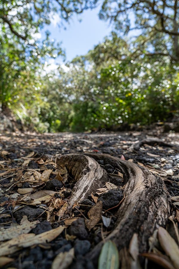 Twisting and Gnarled, Tree Roots Snake Across the Surface of the ...