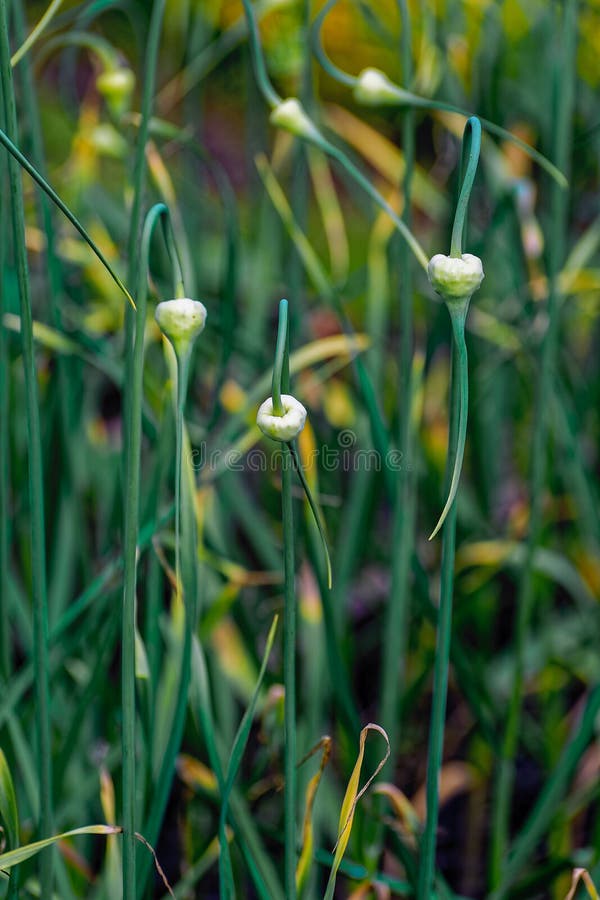 Twisting onion stems. stock photo. Image of blossom - 129179000