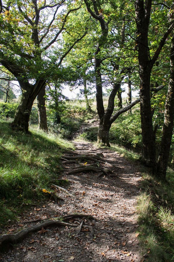 Twisting Path through Woods Stock Photo - Image of root, green: 54392960
