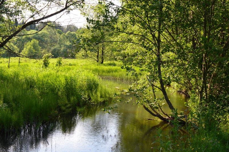 The twisting river stock photo. Image of trees, leaves - 55242346