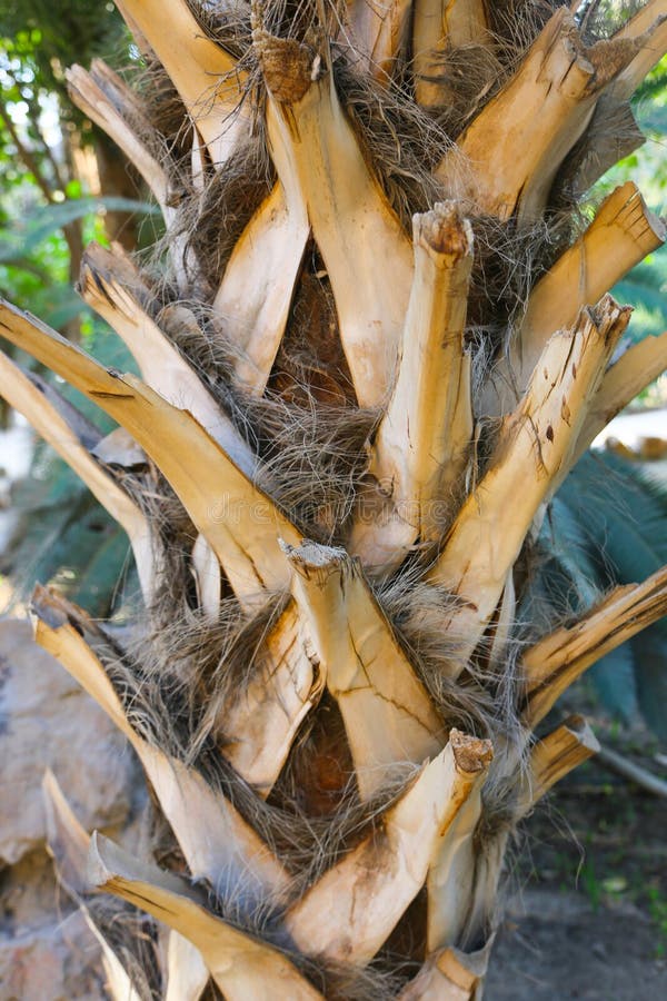 Twisting roots stock image. Image of rocks, bright, beautiful - 65615073
