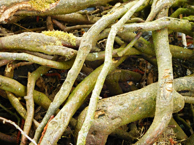 Tangled roots of the tree stock photo. Image of lake - 246468958