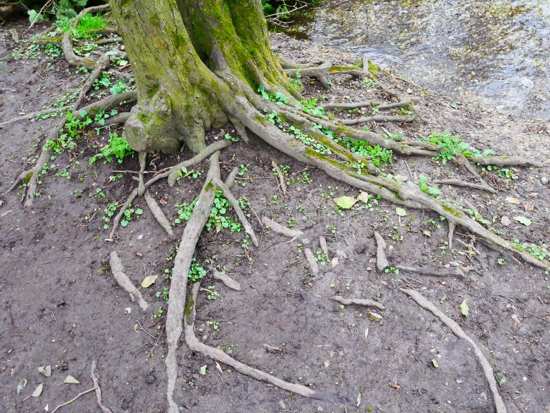 Twisting roots of a tree stock photo. Image of tree - 213458410