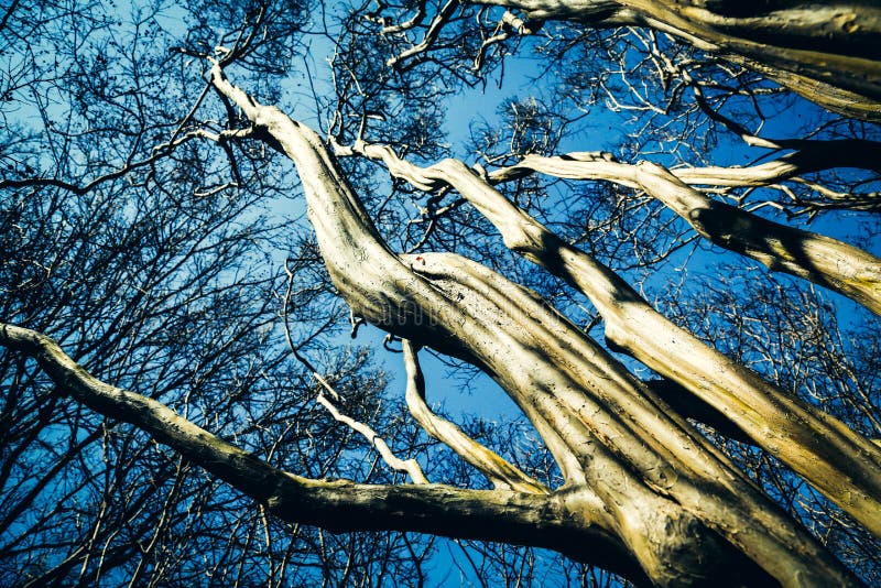 Twisting Tree Branches Reaching Up To Sky Stock Photo - Image of brown ...
