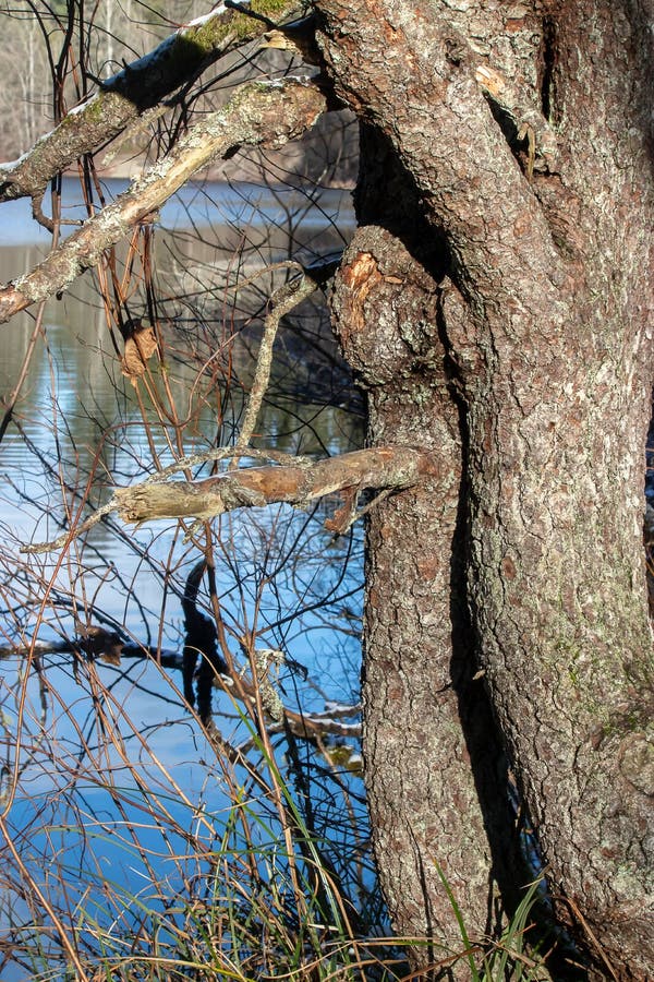 Rough Textured Bark of a Bendy Tree Over Water Stock Image - Image of ...