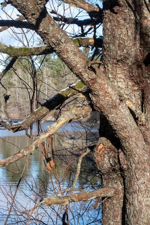 Rough Textured Bark of a Bendy Tree Over Water Stock Image - Image of ...