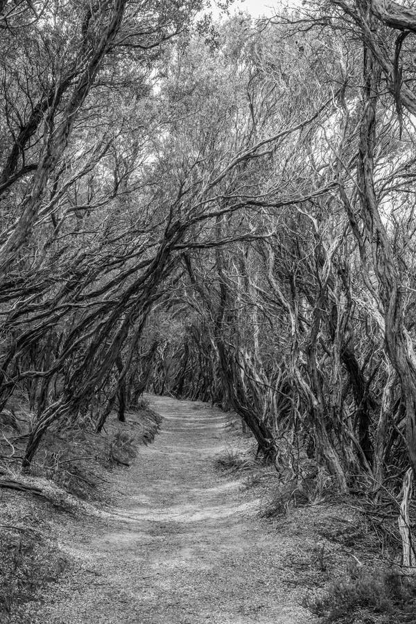 Twisting Trees Frame Path Forest Stock Photos - Free & Royalty-Free ...