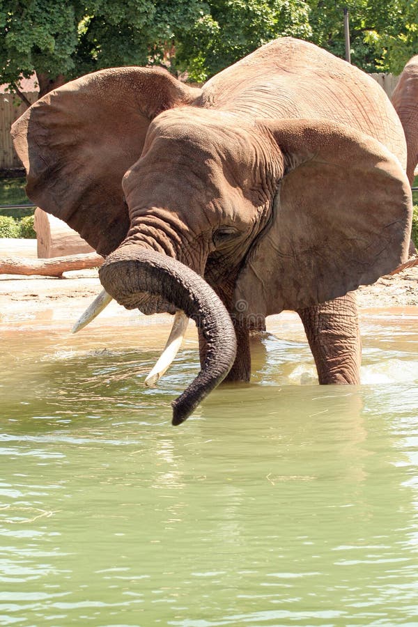 Twisting Trunk Picture. Image: 3809067