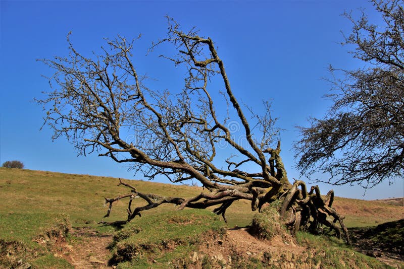 Twisty tree stock image. Image of moor, twisted, moorland - 92614693