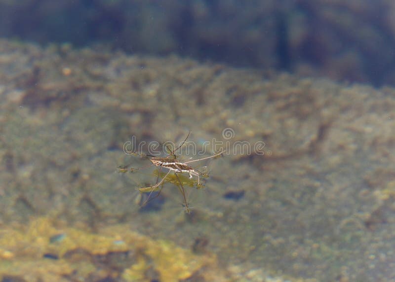 Two Â Gerridae Bugs Mating on the Surface of Pond Water Stock Image ...