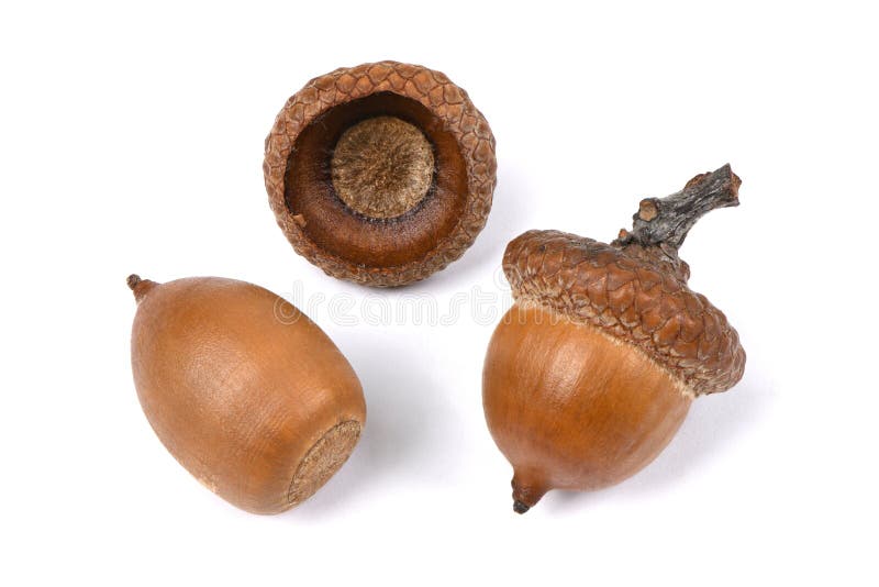 Two Acorn, First on Hat Second without Stock Photo - Image of brown ...