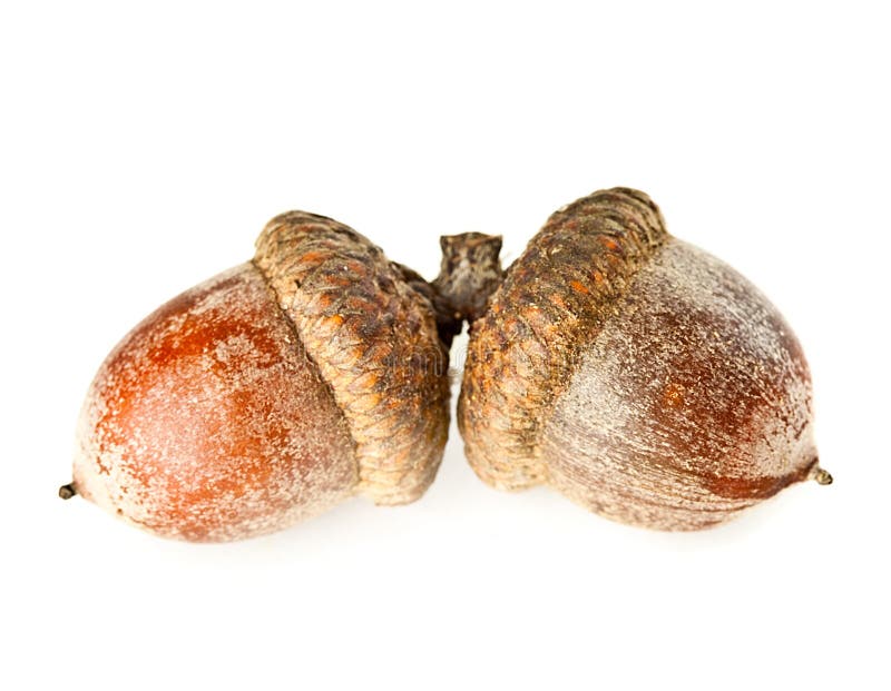 Two acorns stock image. Image of ripe, close, food, acorn - 11188485