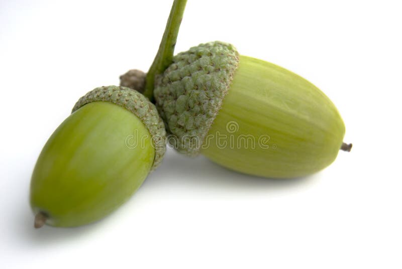Two acorns stock image. Image of green, symbolic, isolated - 6592859