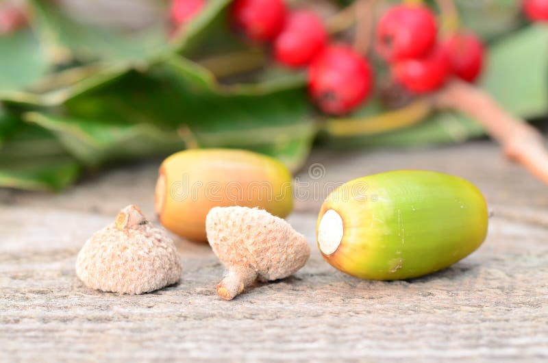 Two acorns betwen leafs stock photo. Image of group, acorn - 26949336