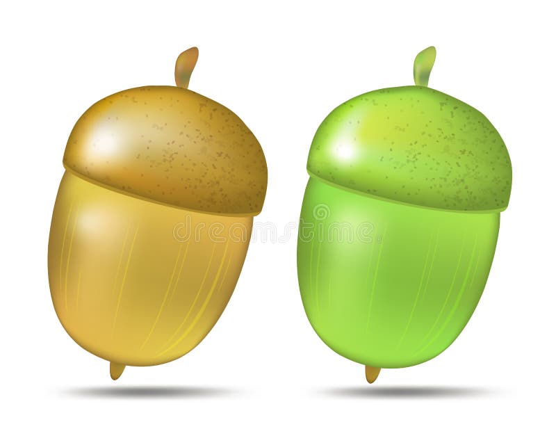 Realistic Acorns Stock Illustrations – 329 Realistic Acorns Stock ...
