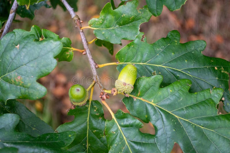 Acorns Growing on the Branch of an Oak Tree Stock Image - Image of food ...